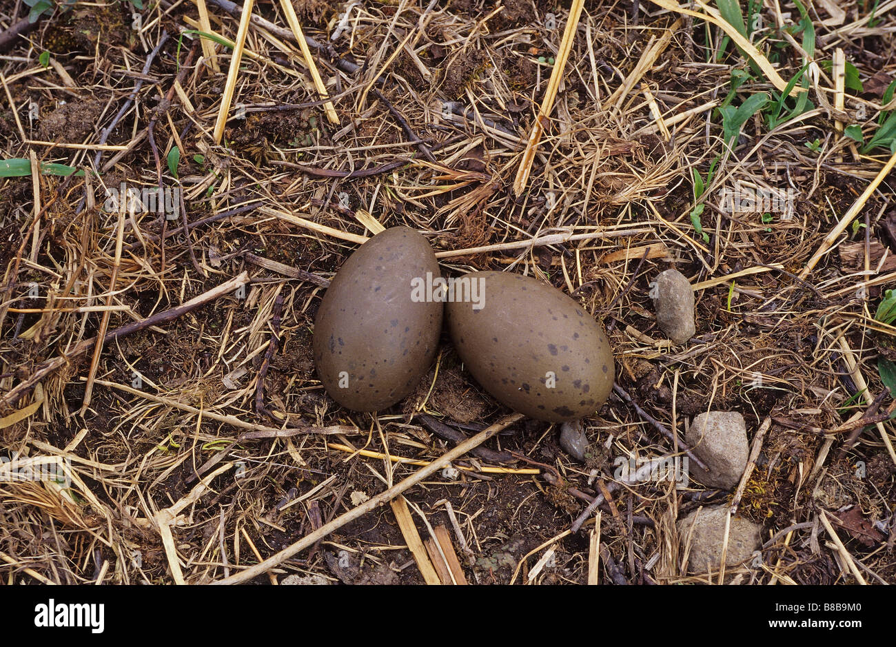 Loon eggs and nest hi-res stock photography and images - Alamy