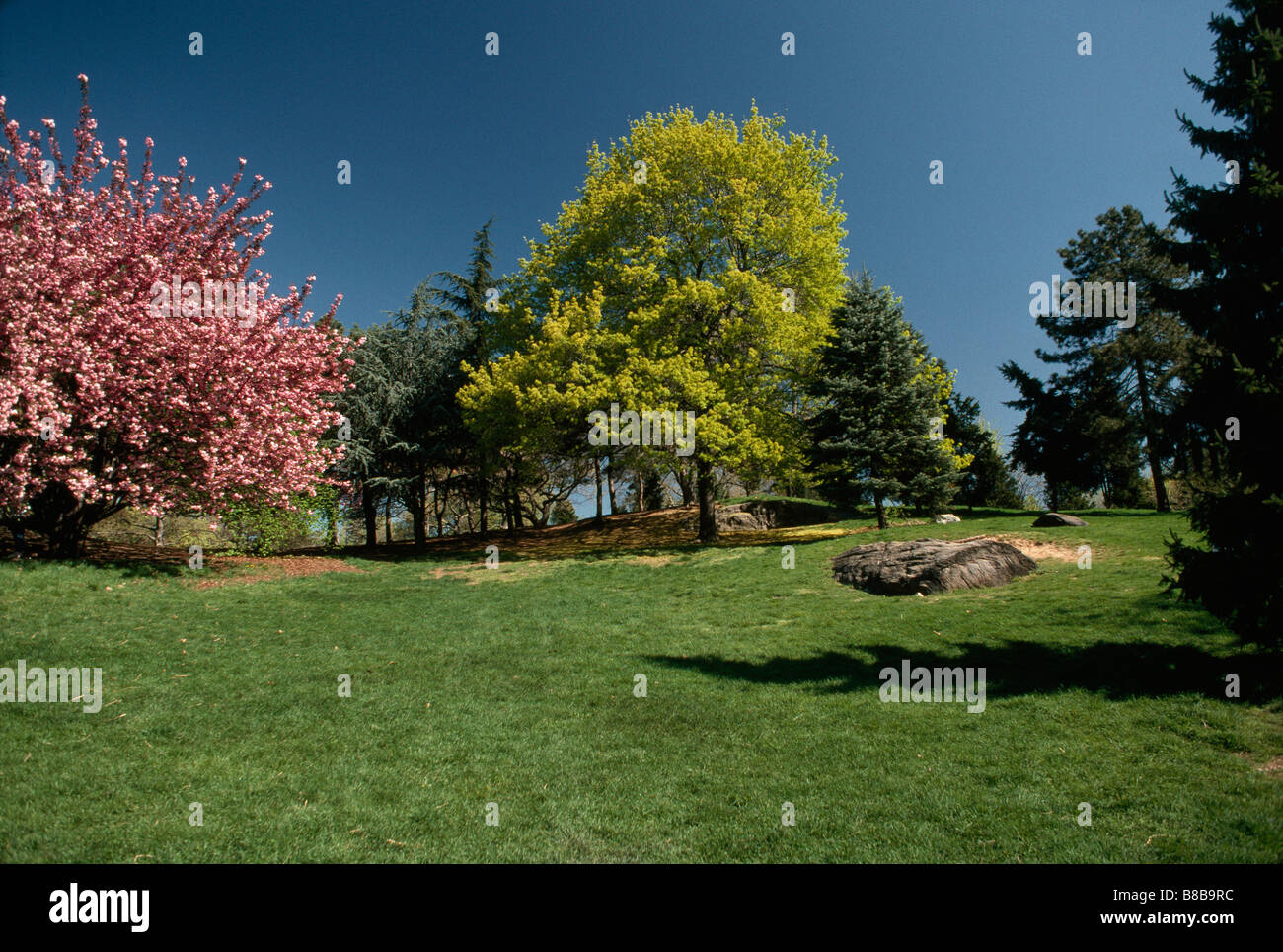 Flowering Tree Cherry Blossom Central Park High Resolution Stock ...