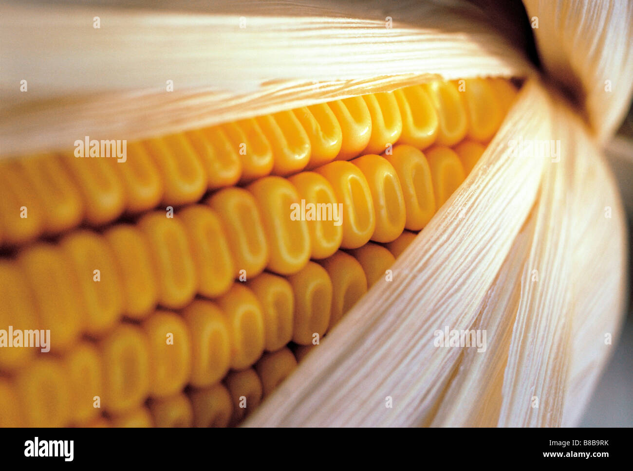 Close Up Corn Cob Stock Photo - Alamy
