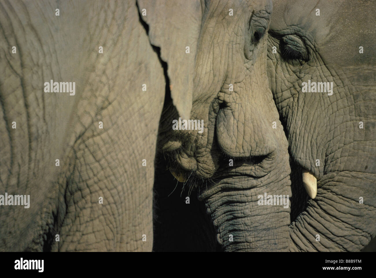 Toronto zoo elephant hi-res stock photography and images - Alamy