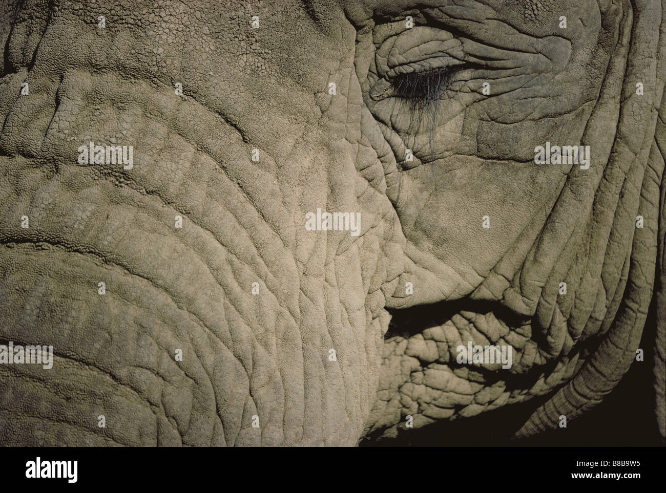 Close Up African Elephant Toronto Zoo, Toronto,Ontario Stock Photo - Alamy