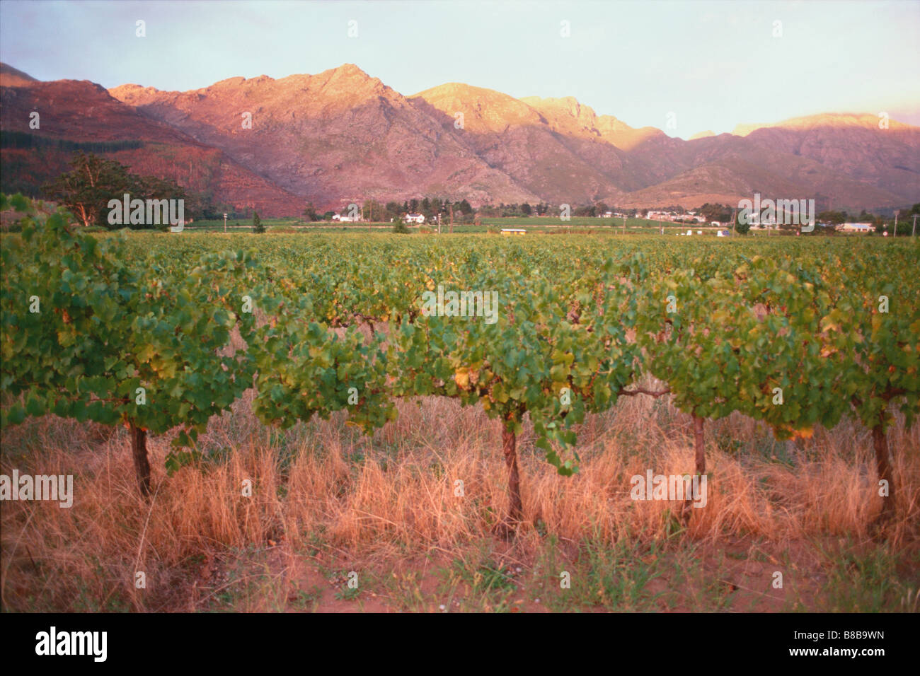 FV4203, John Lee; Vineyard, Franschoek, South Africa Stock Photo - Alamy