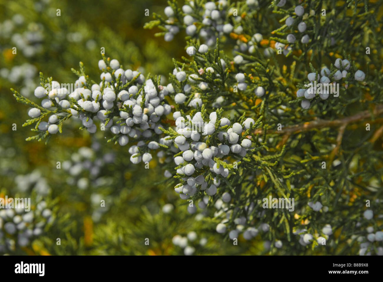 Close up of the needles and waxy fruits of Juniperus virginiana, a ...