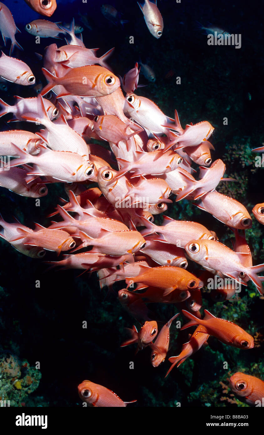 Large shoal of red soldierfish hi-res stock photography and images - Alamy