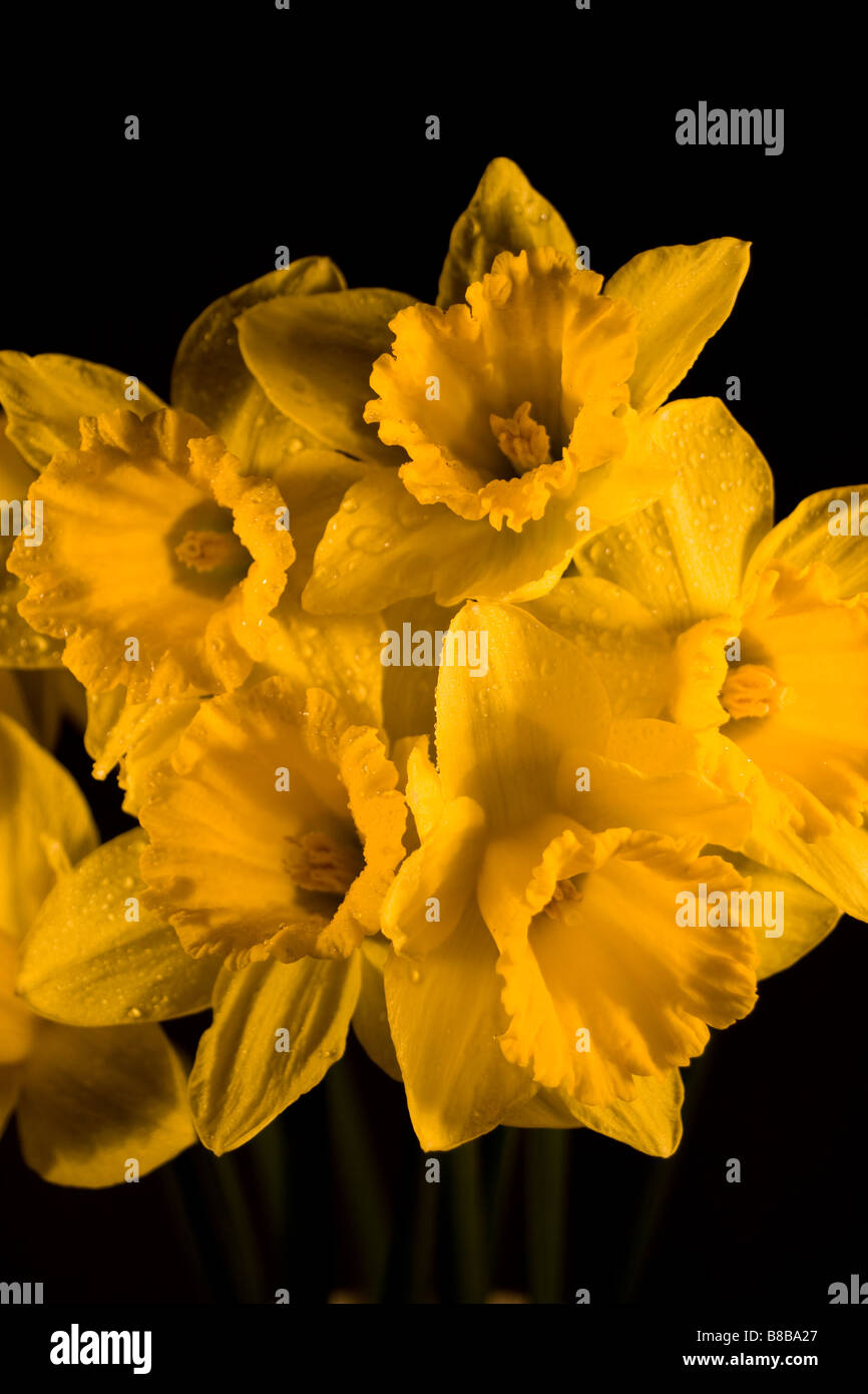 Bunch of daffodil hi-res stock photography and images - Alamy