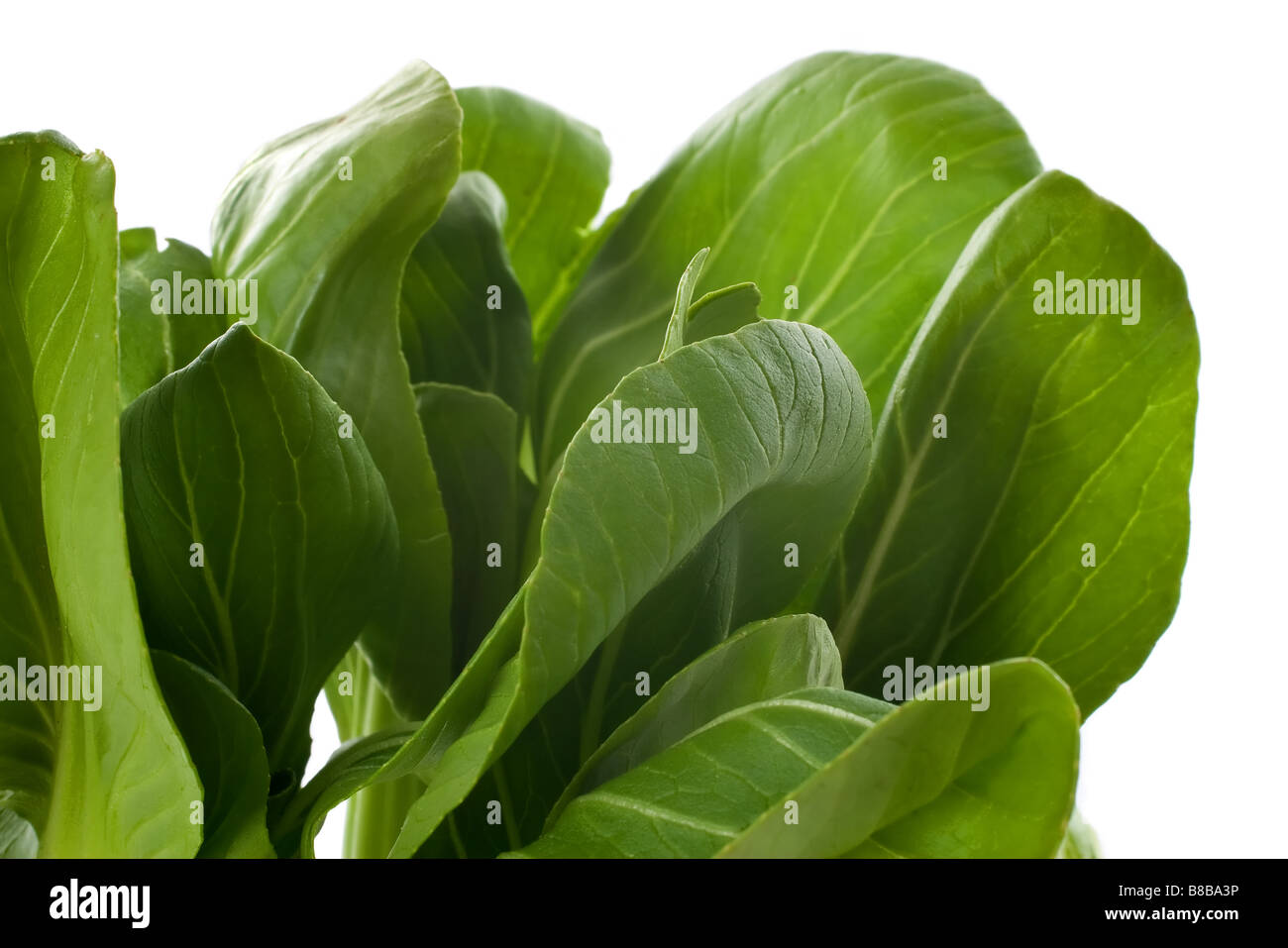 Baby pak choi leaves hi-res stock photography and images - Alamy