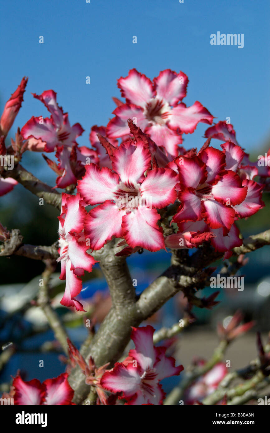 Impala Lily (Adenium Obesum) Kruger National Park, Mpumalanga, South ...