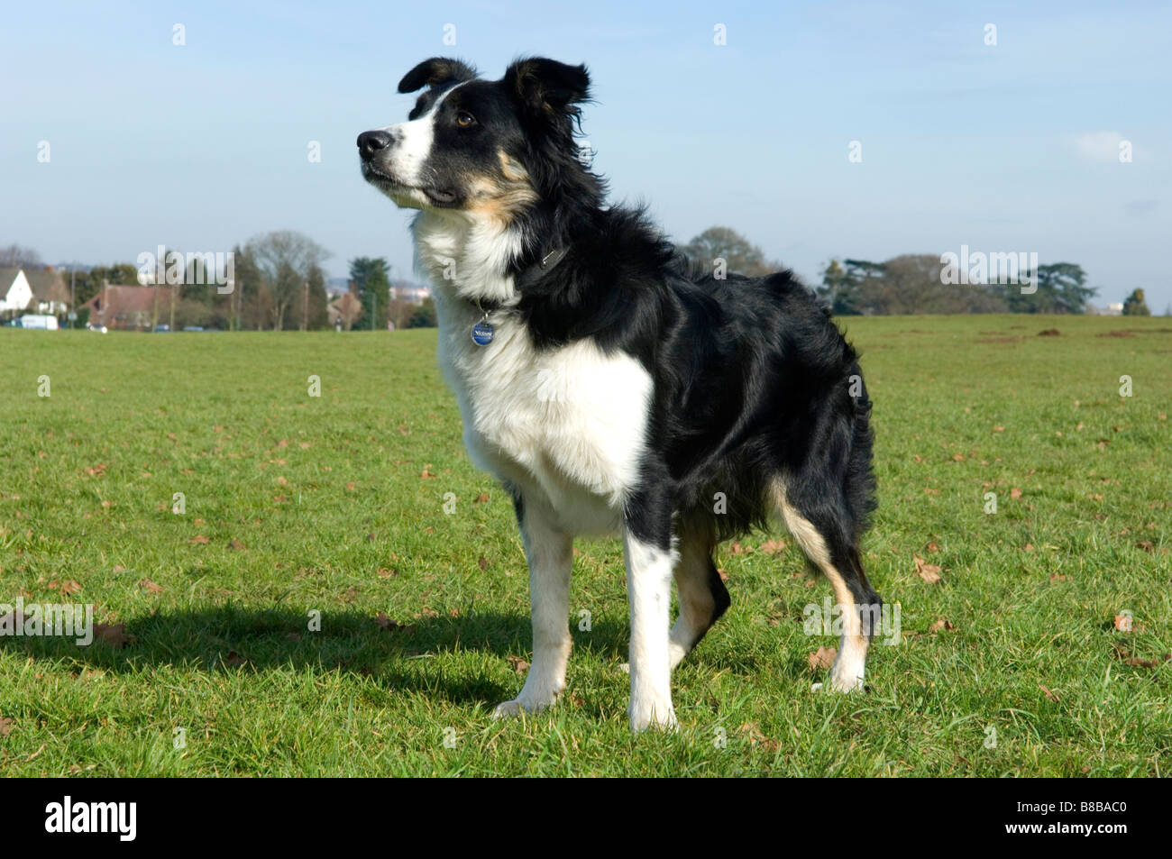 Border collie dog,UK. Model/Property released Stock Photo - Alamy