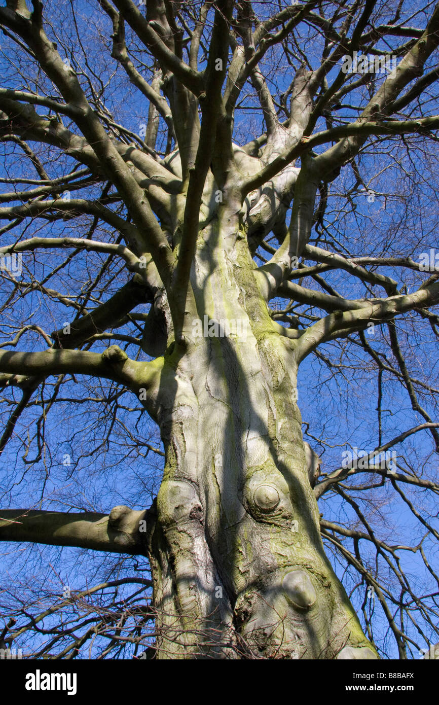 A majestic tree in winter Stock Photo - Alamy