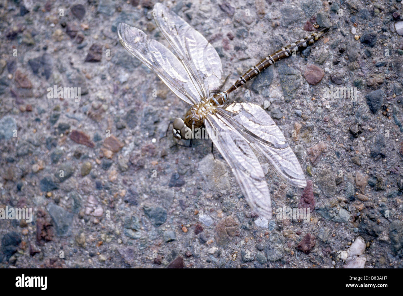 Pavement insect hi-res stock photography and images - Alamy