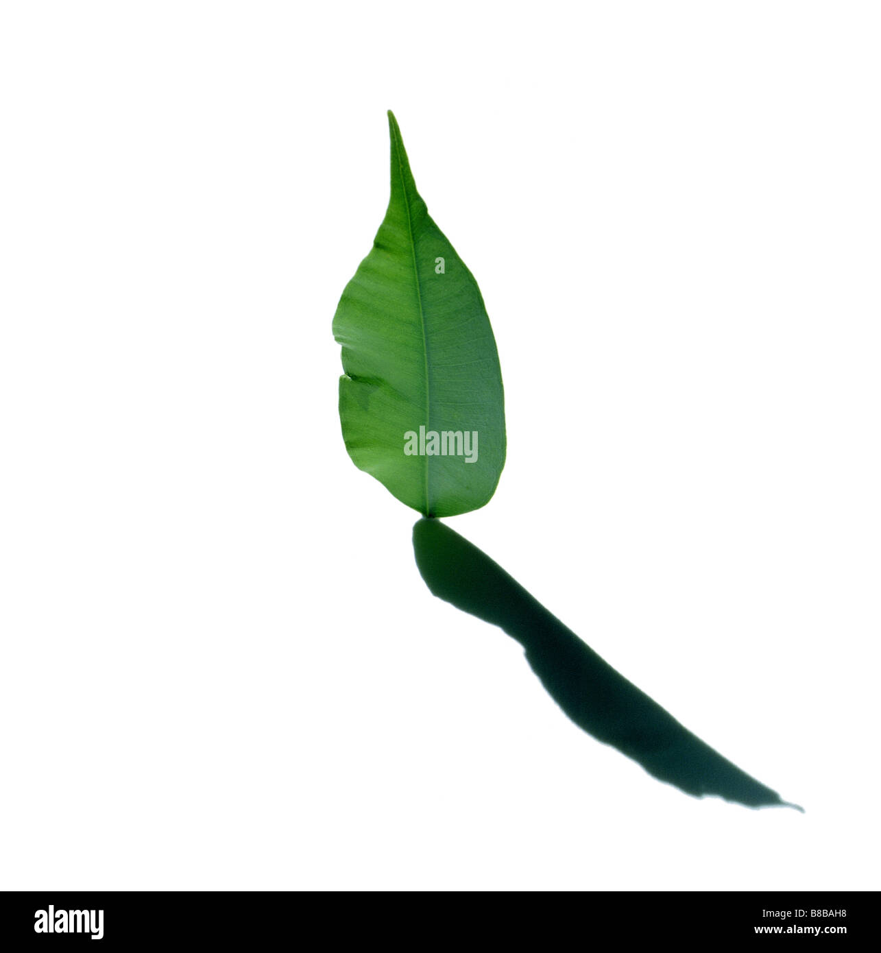 FV4258, Henry Lin; Leaf Shadow White Background Stock Photo - Alamy