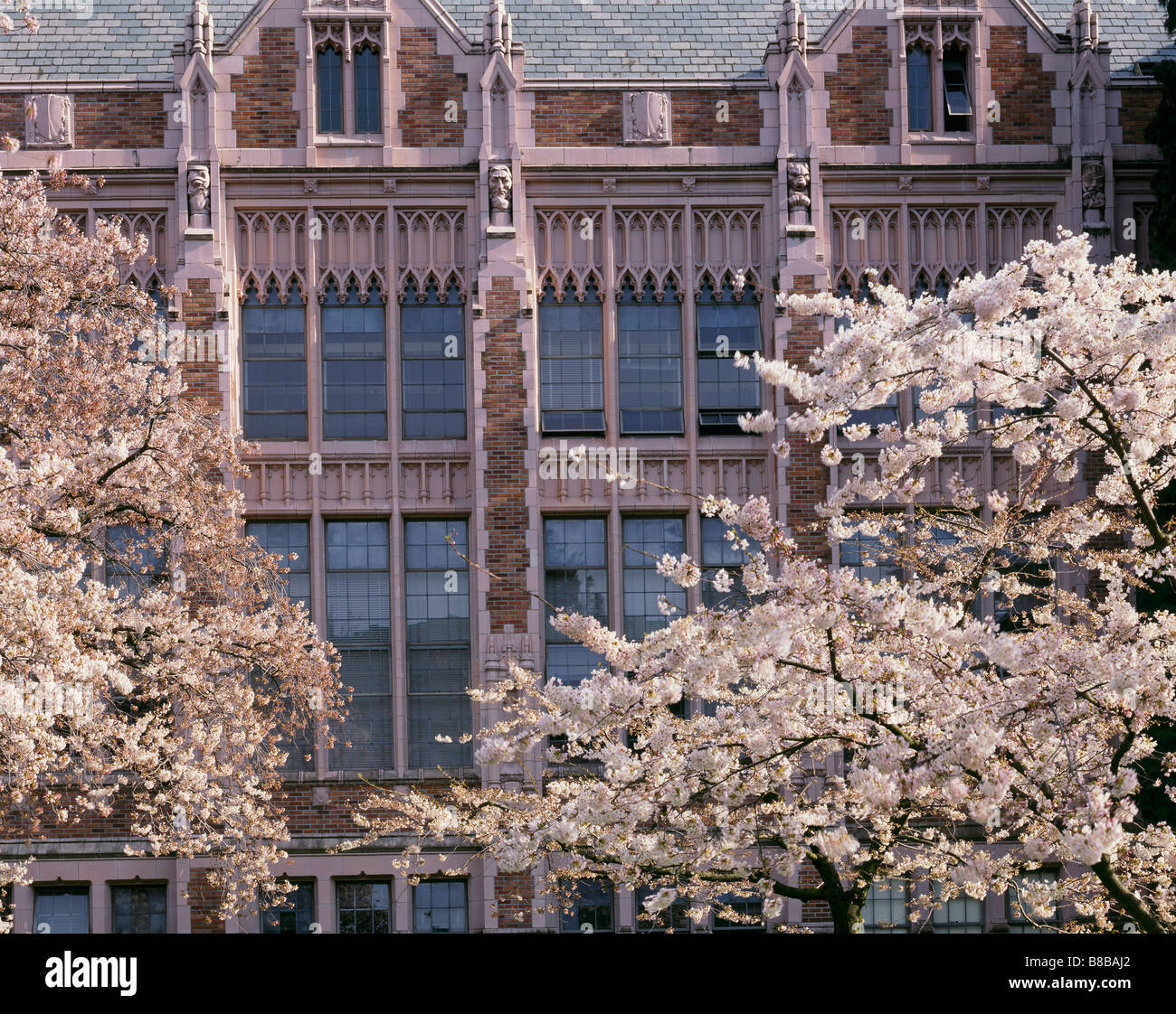 WASHINGTON - Cherry trees in bloom at the University of Washington in ...