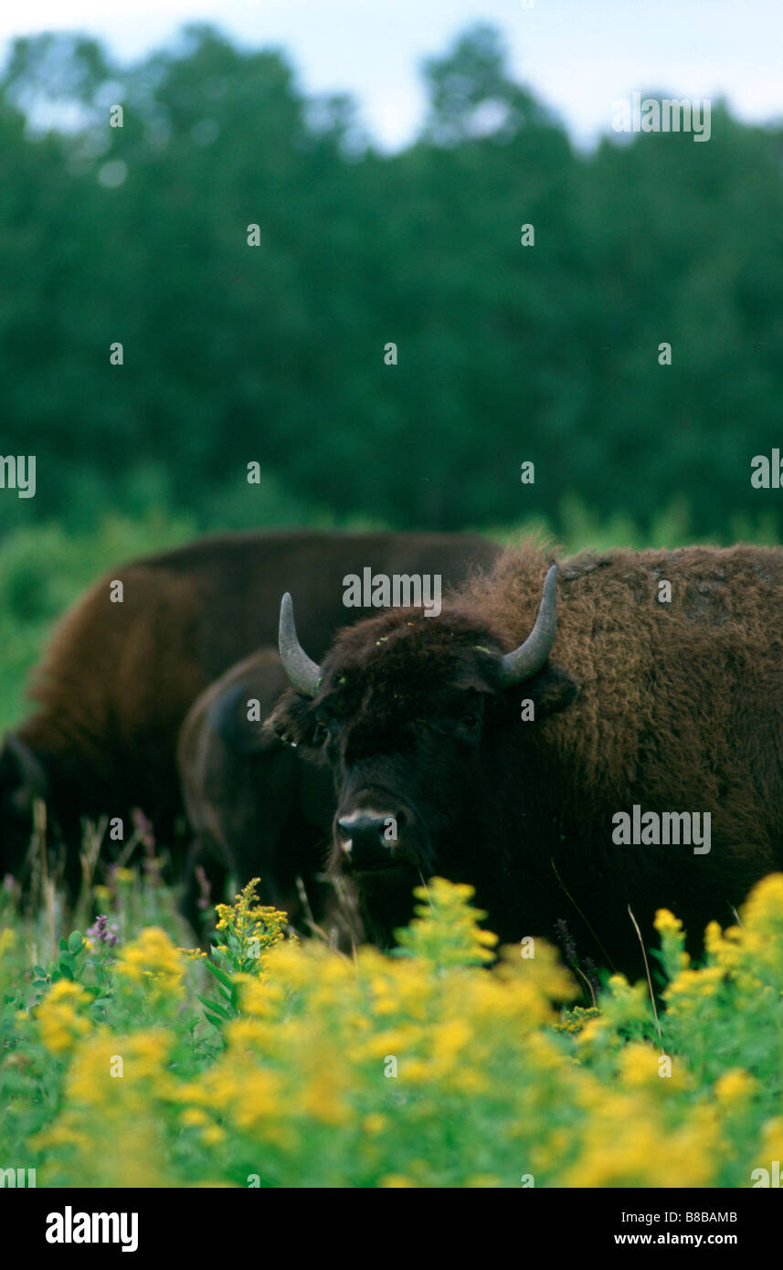 Buffalo Field, Riding Mountain, Manitoba Stock Photo - Alamy