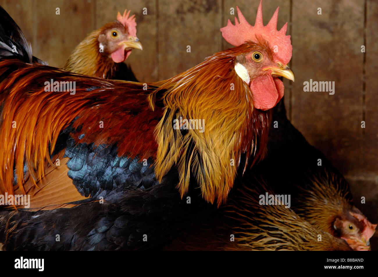 Three Roosters, Riverdale Farm, Toronto,Ontario Stock Photo - Alamy