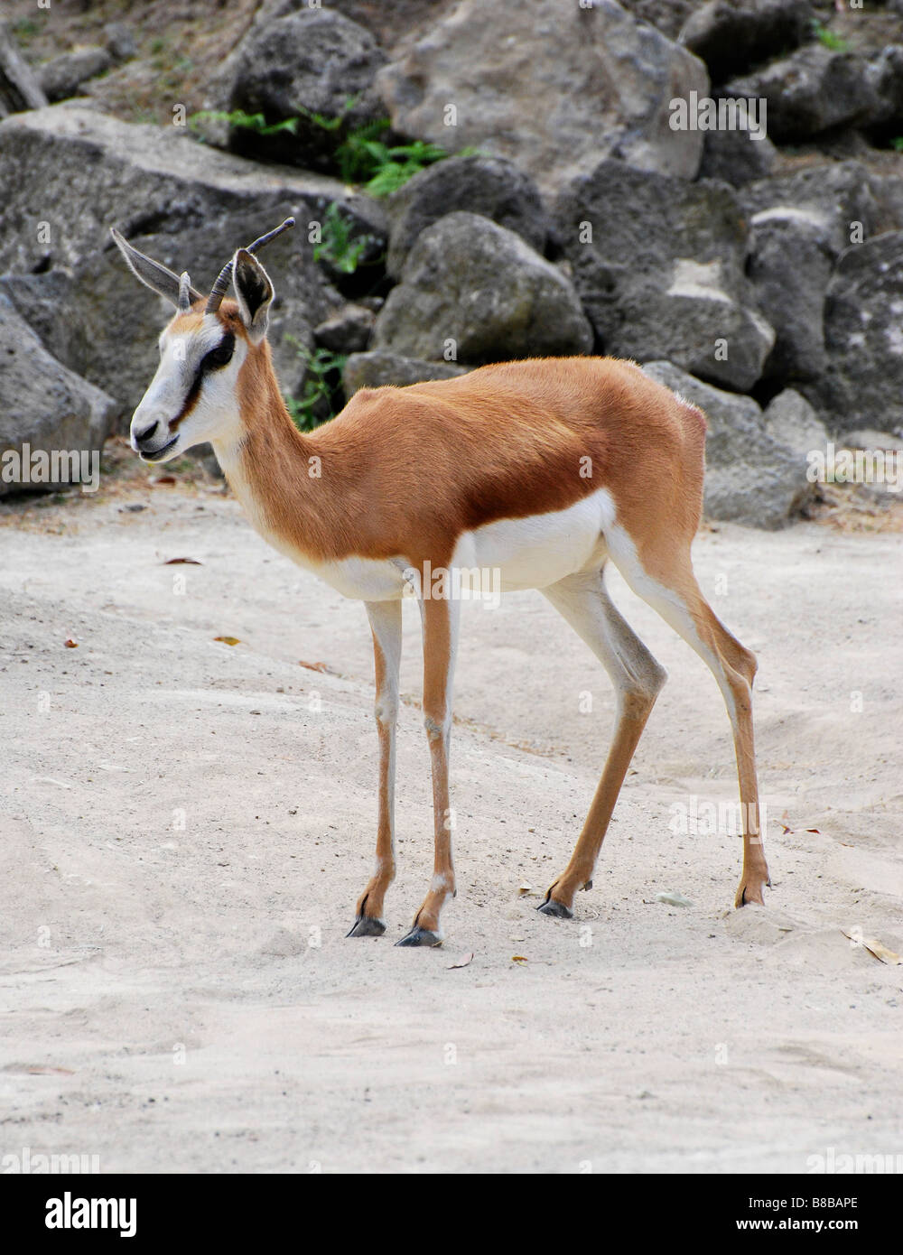 Female springbok hi-res stock photography and images - Alamy