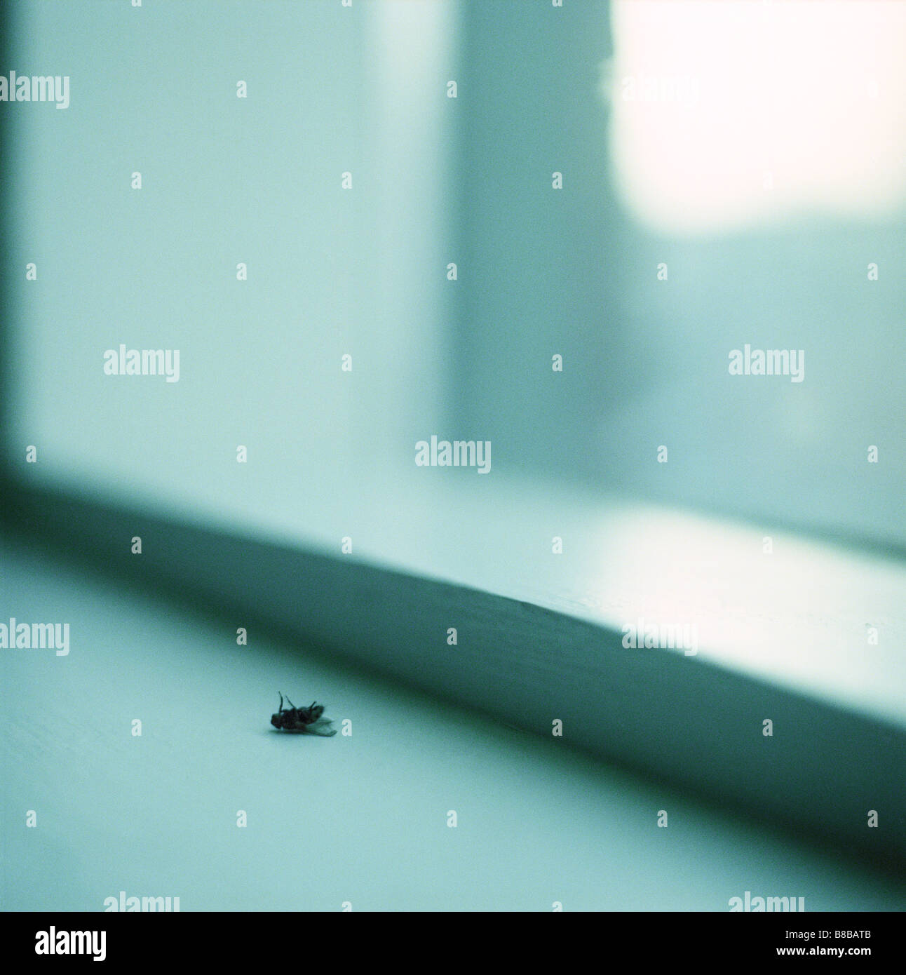 FV4276, Bert Klassen; Dead Fly Window Sill Stock Photo - Alamy