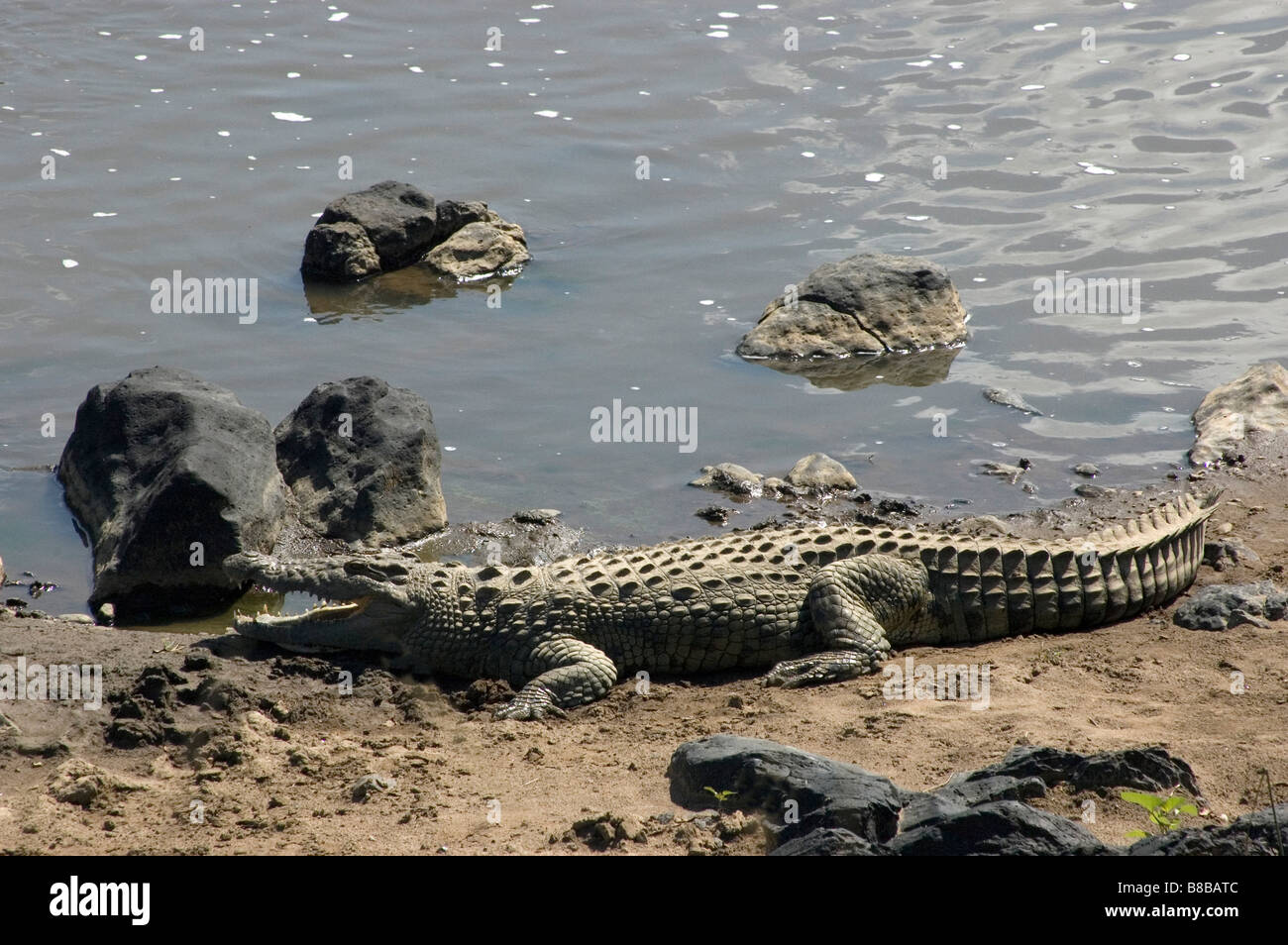 Nile crocodile on mara river hi-res stock photography and images - Alamy