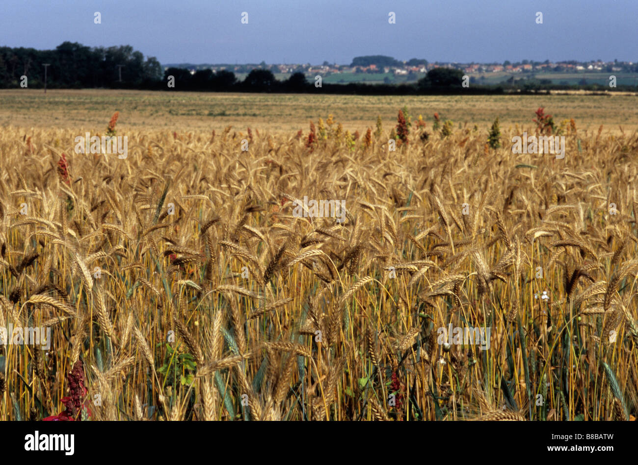 Wheat field with wild flowers and rural English landscape Stock Photo ...