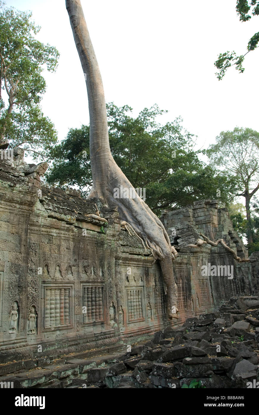 Trees growing around the ancient site of Ta Prohm, location for the ...