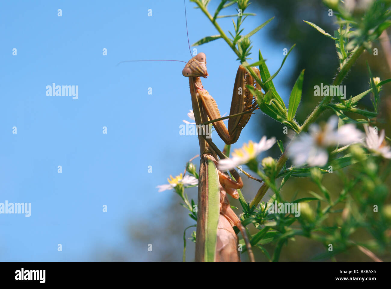 Praying mantis crawling hi-res stock photography and images - Alamy