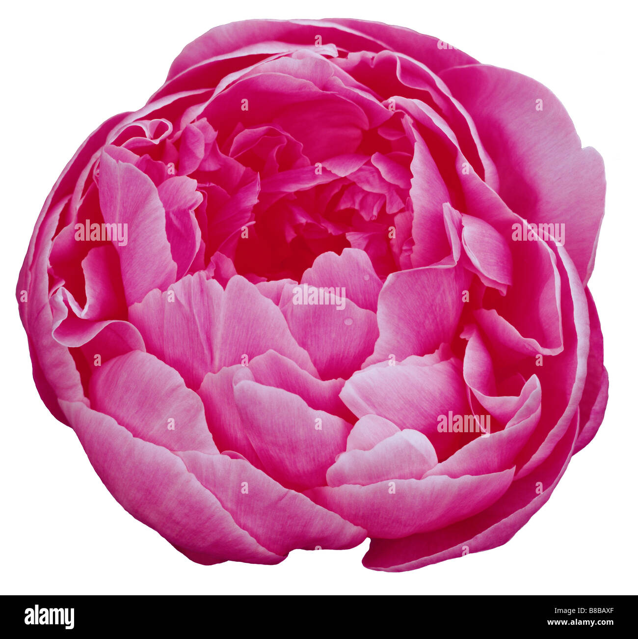 FV4279, Bert Klassen; Pink Flower Stock Photo - Alamy