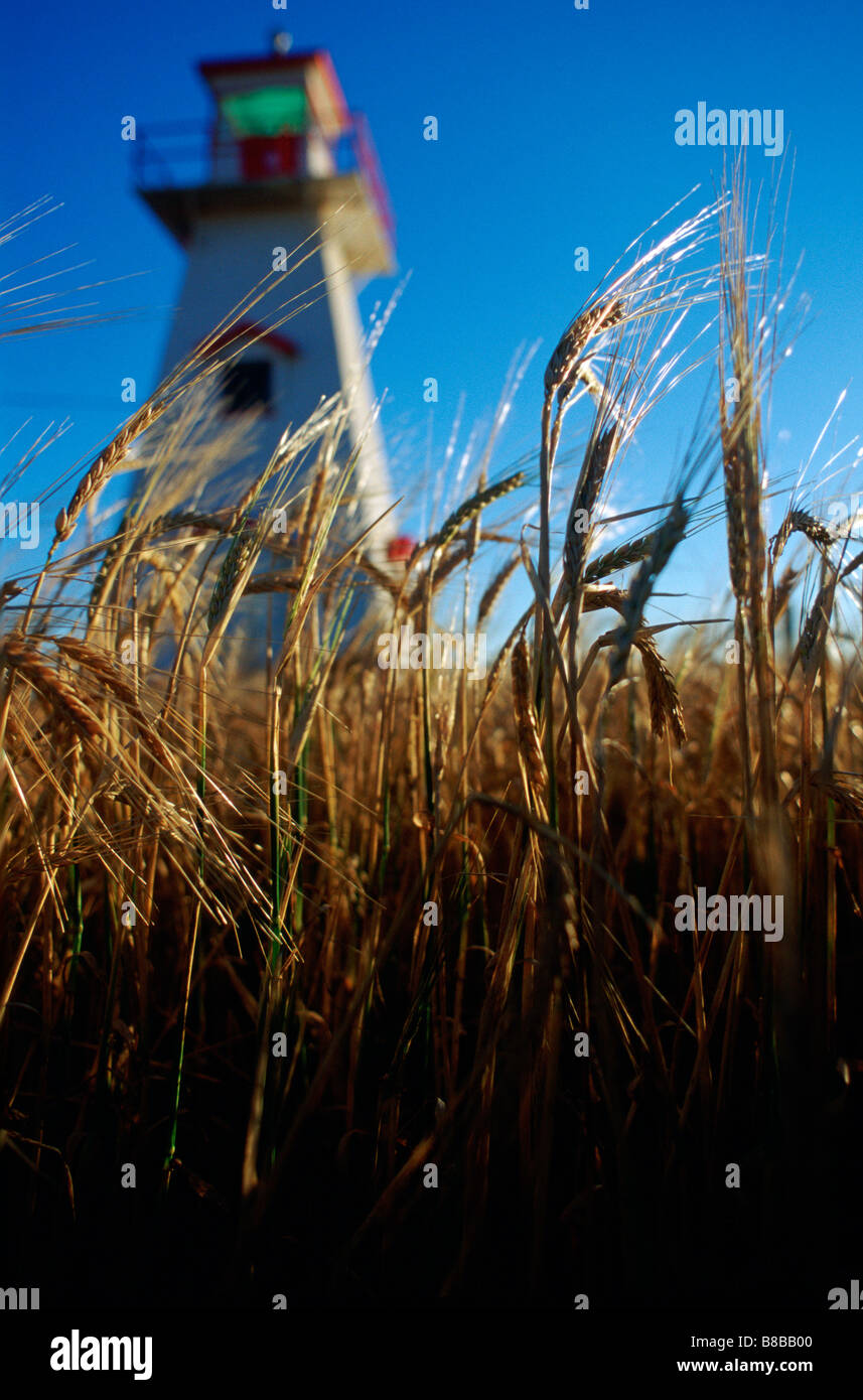 Lighthouse Wheat Field, PEI Stock Photo - Alamy