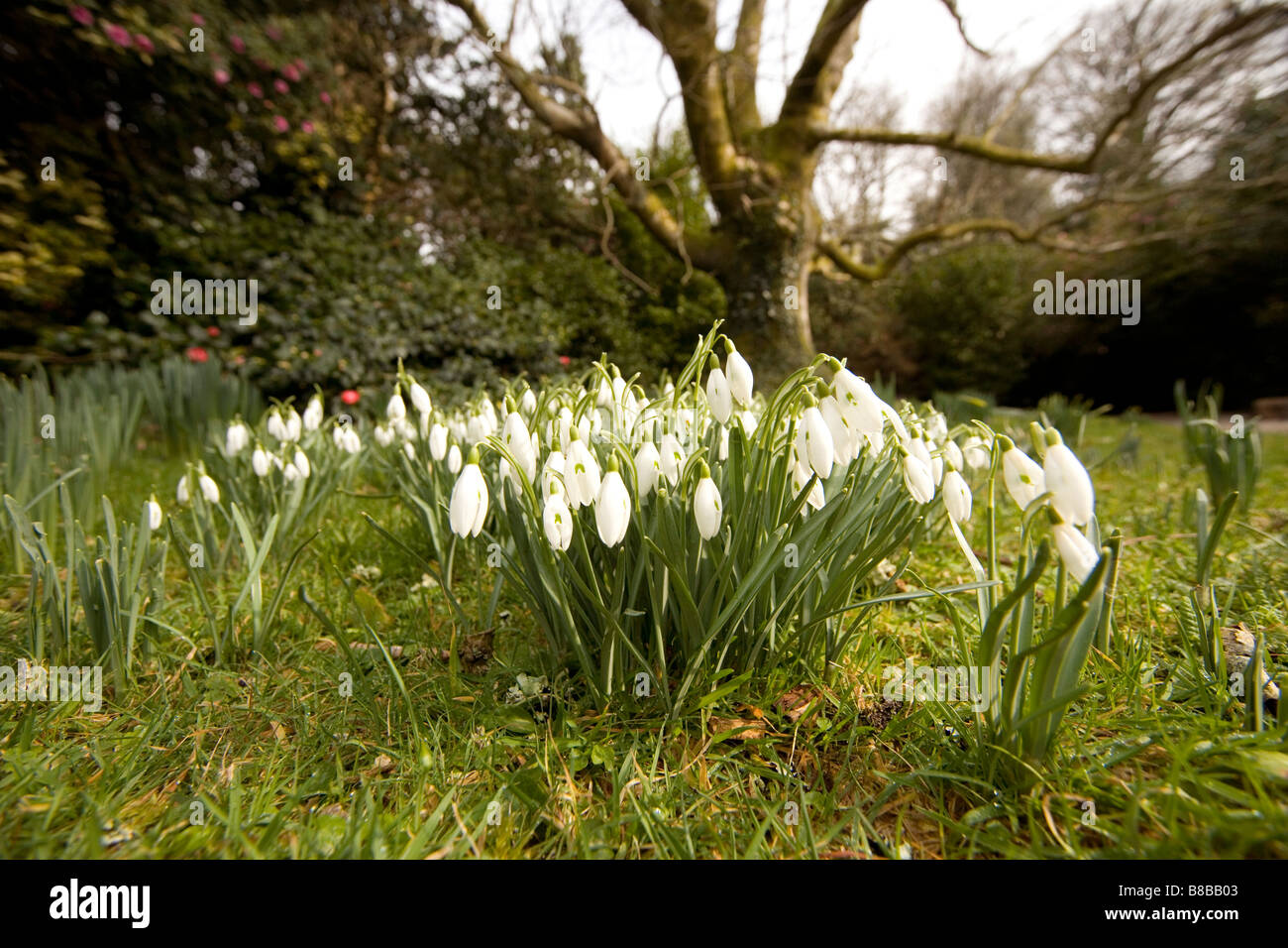 Spring cornwall cornish garden hi-res stock photography and images - Alamy