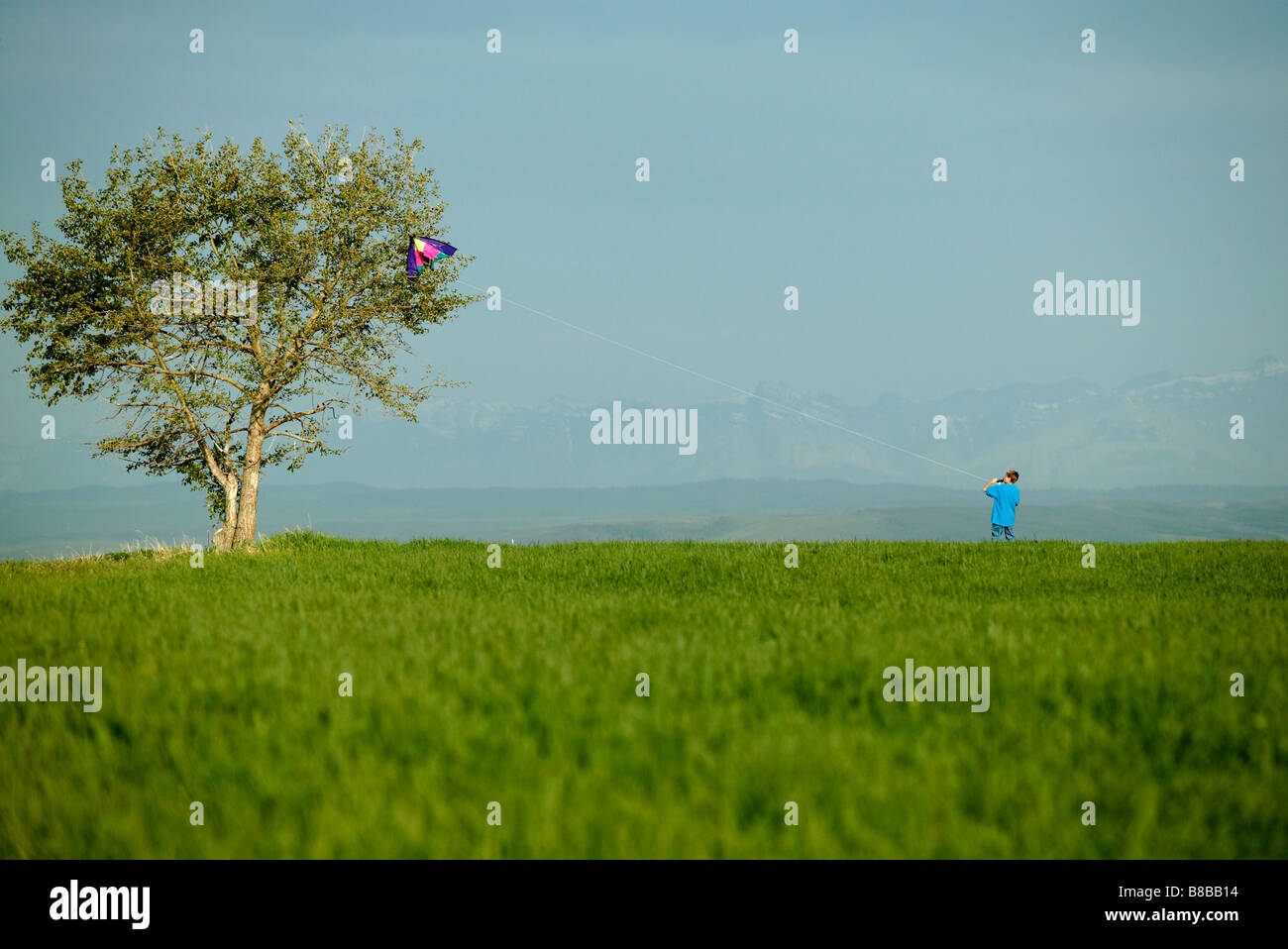 Alberta tree alone hi-res stock photography and images - Alamy