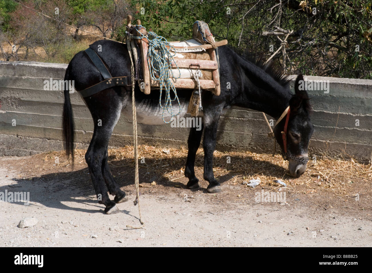 Donkey ready for work eating Stock Photo - Alamy