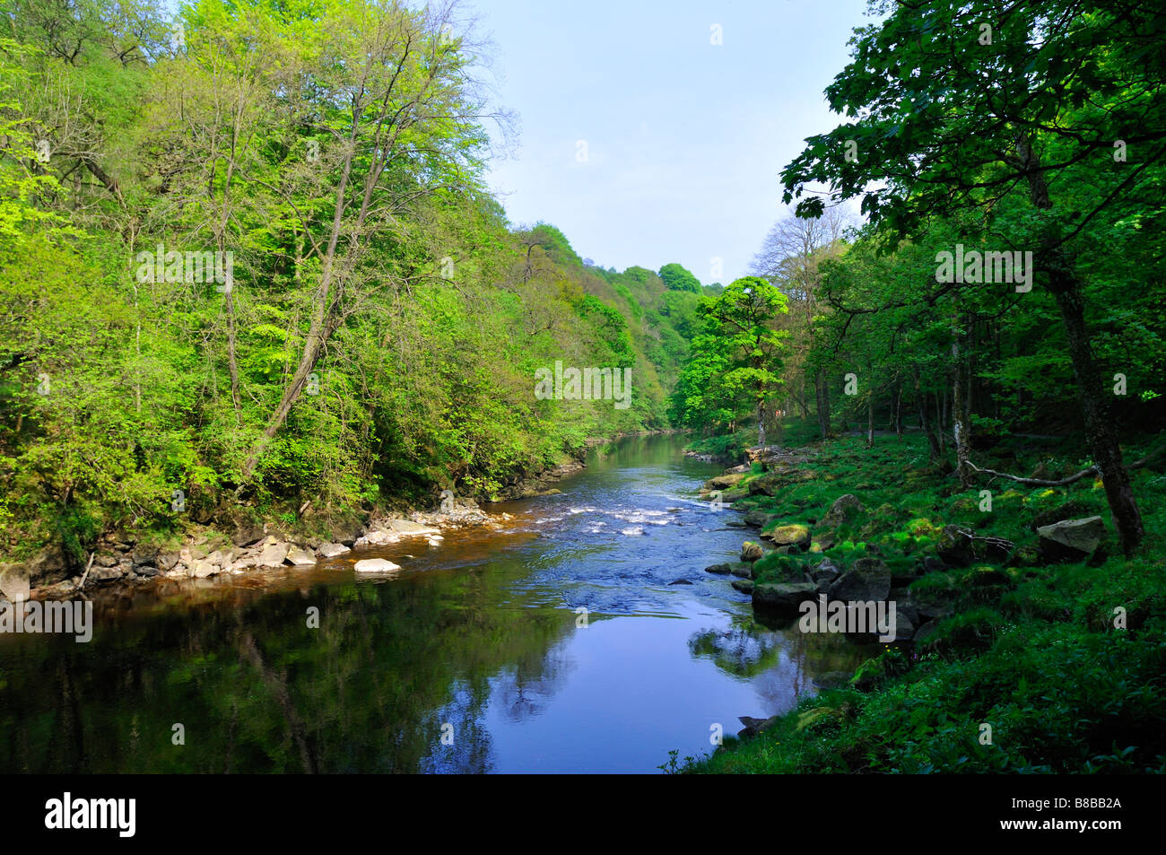 the beautiful valley of the River Wharfe at Bolton Abbey in North ...