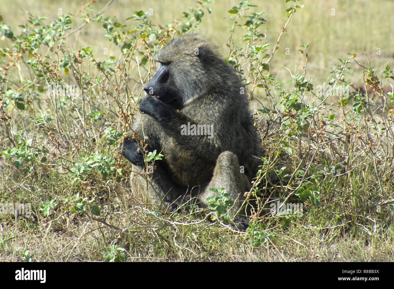 Baboon pack hi-res stock photography and images - Alamy