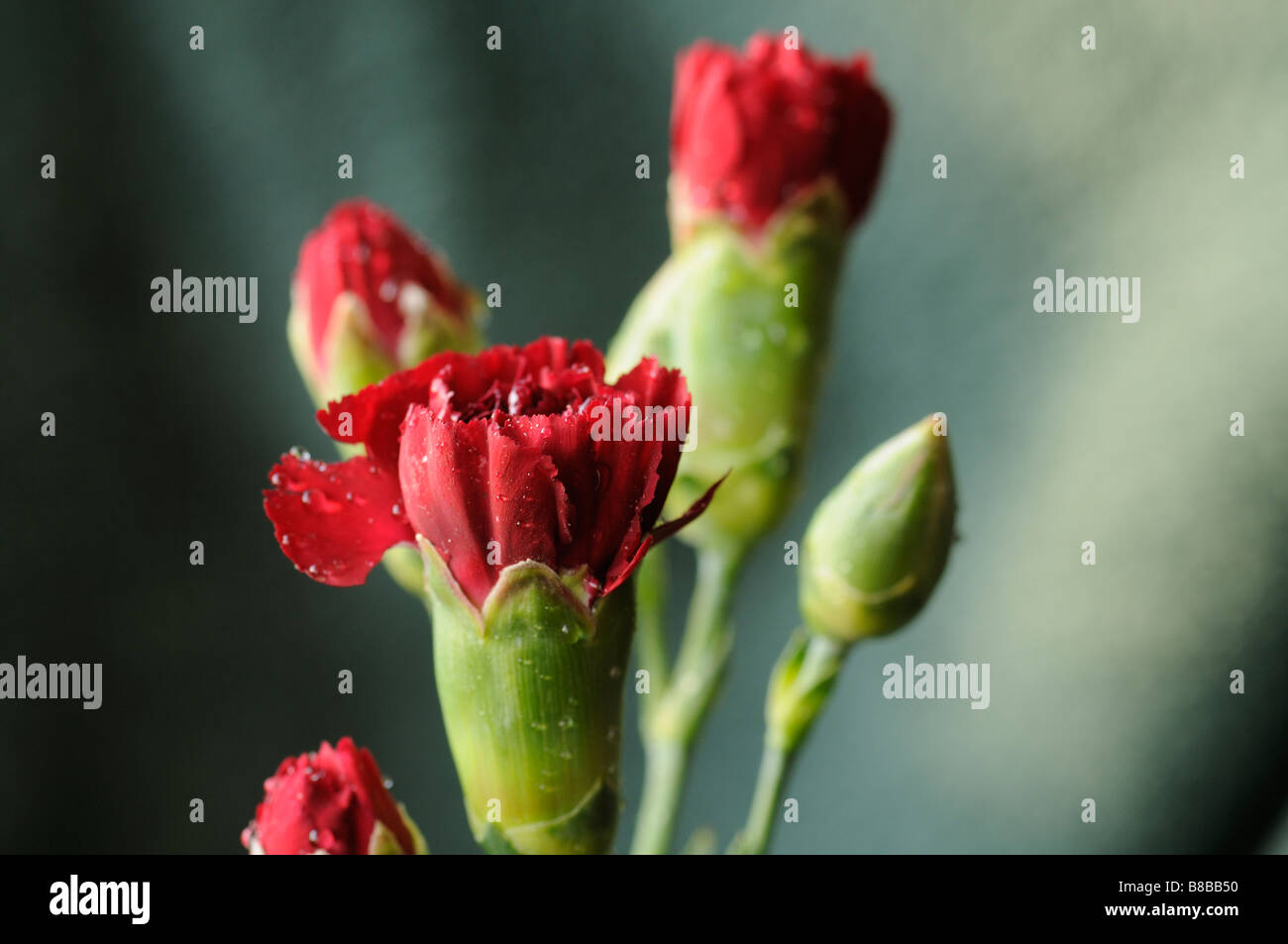 Spray carnation hi-res stock photography and images - Alamy