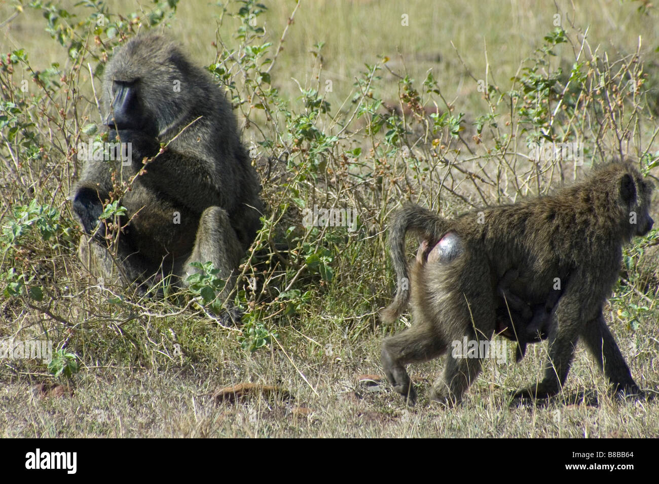 Baboons playing hi-res stock photography and images - Alamy
