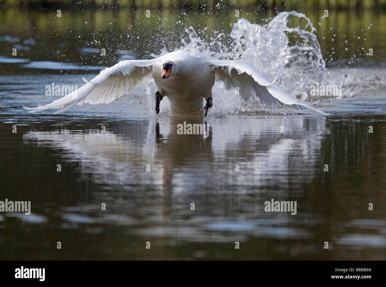 Taking off swan hi-res stock photography and images - Alamy