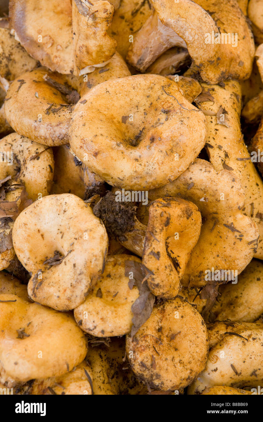 Caprini Askuant mushrooms for sale in the market Castellana Grotte ...