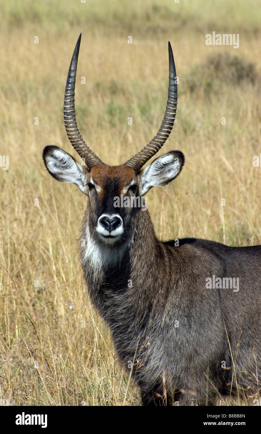 Waterbuck safari hi-res stock photography and images - Alamy