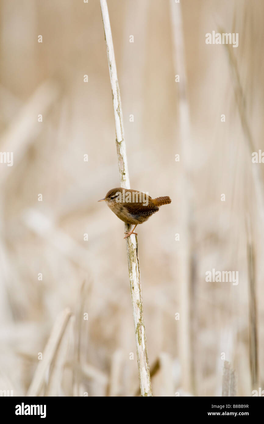 Reed wren hi-res stock photography and images - Alamy