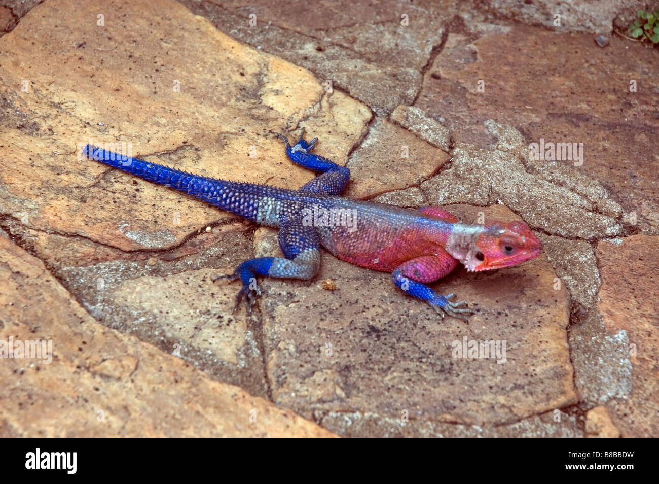 LIZARD, WILDLIFE, KENYA Stock Photo - Alamy