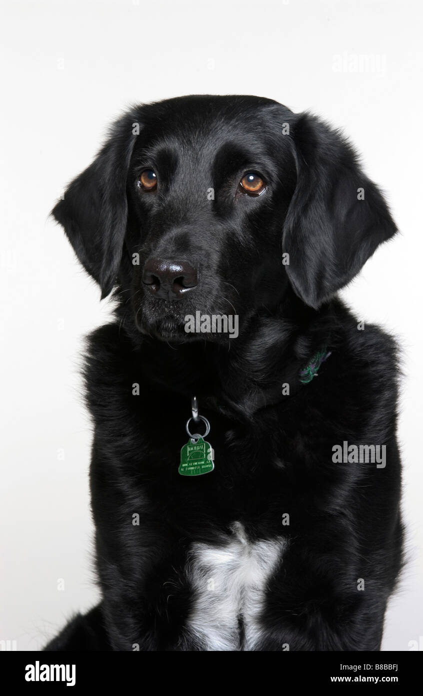 Black lab hi-res stock photography and images - Alamy