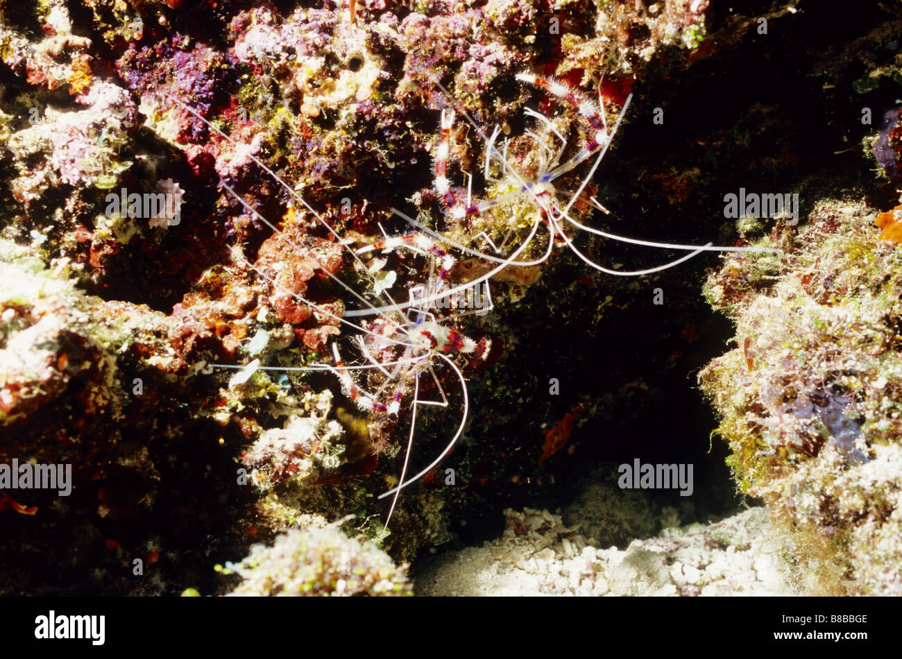 Crustaceans - Insects of the Sea. Phylum: Arthropoda (Insects ...