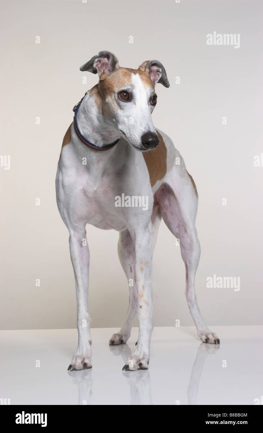 Portrait Greyhound Stock Photo - Alamy