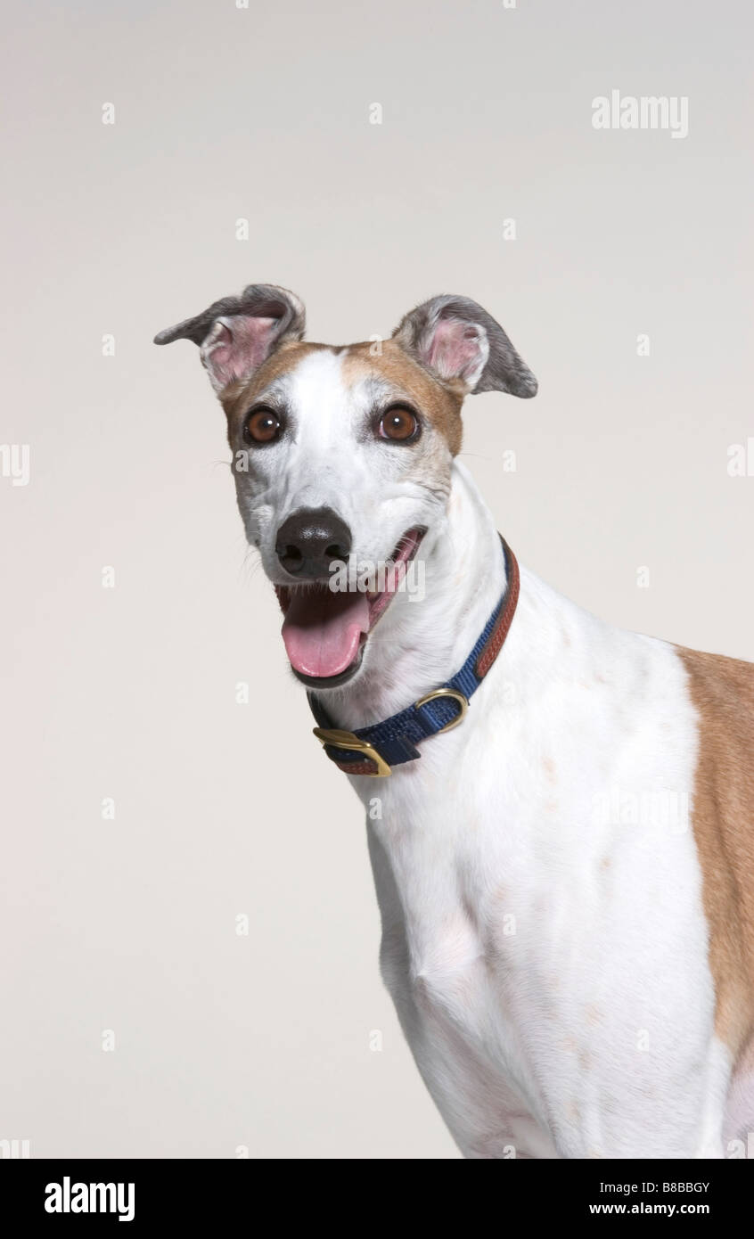 Portrait Greyhound Stock Photo - Alamy