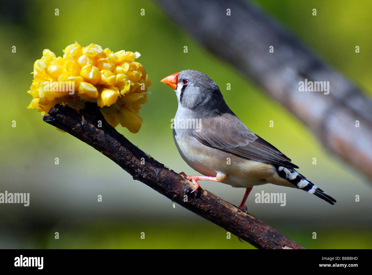 Australian Zebra Finch feeding Stock Photo - Alamy