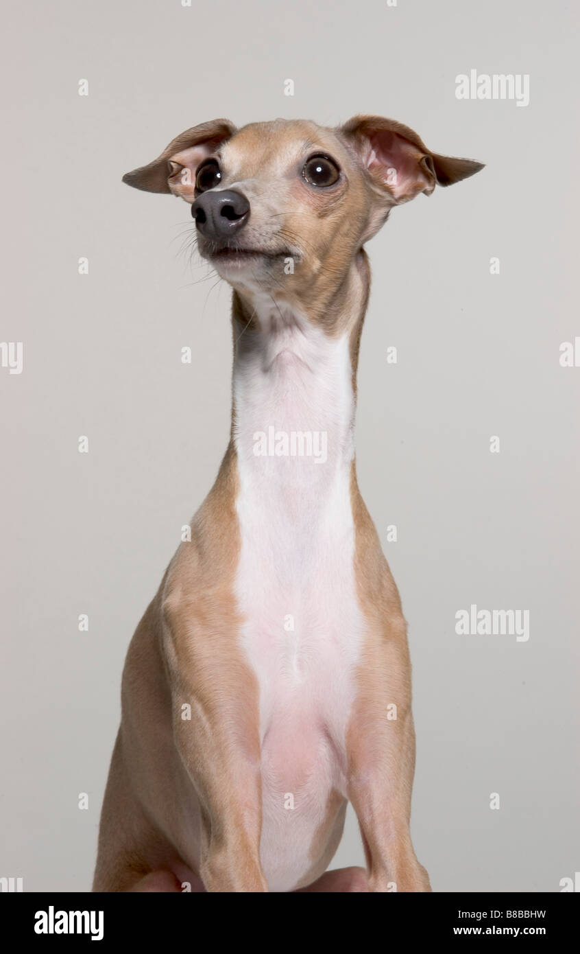 Portrait Italian Greyhound Stock Photo - Alamy