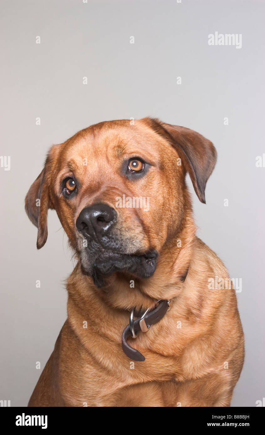 Portrait Rottweiler/ Mastif Stock Photo - Alamy