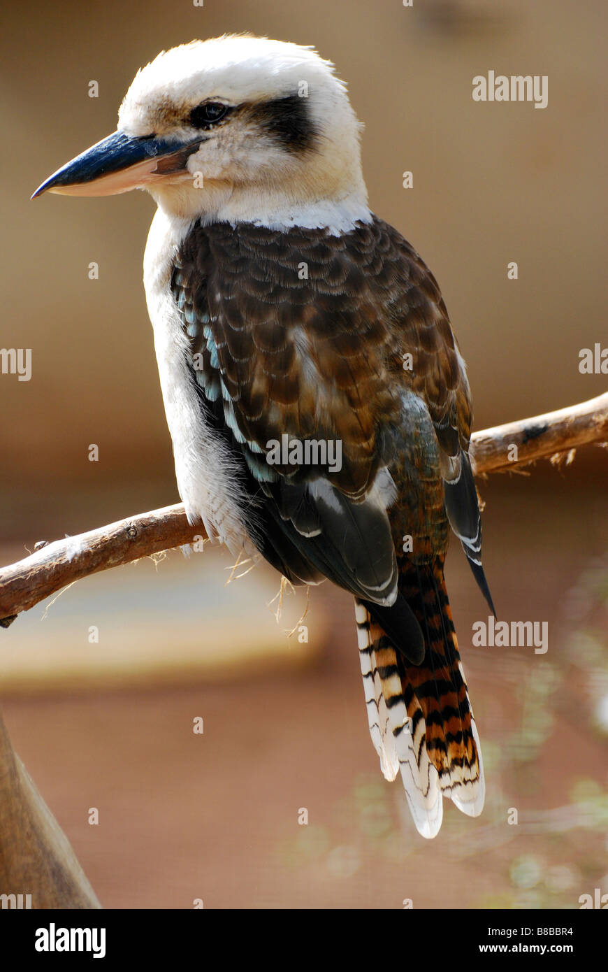 Kookaburra - Australian Bird Stock Photo - Alamy
