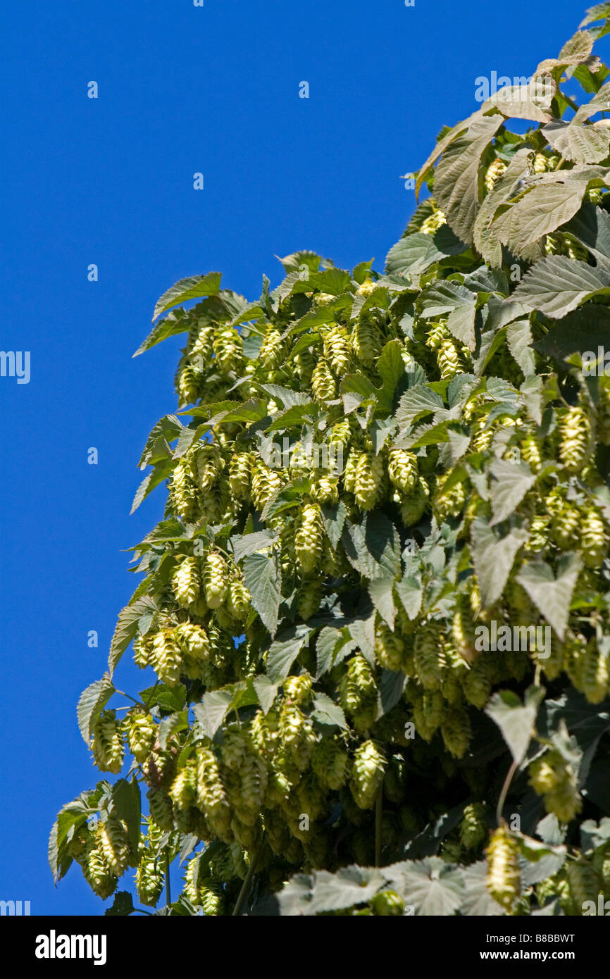 Bine cone hi-res stock photography and images - Alamy