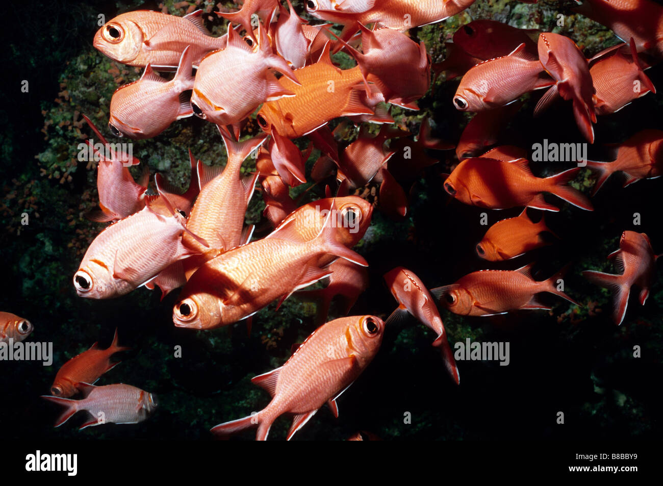 Large shoal of red soldierfish hi-res stock photography and images - Alamy