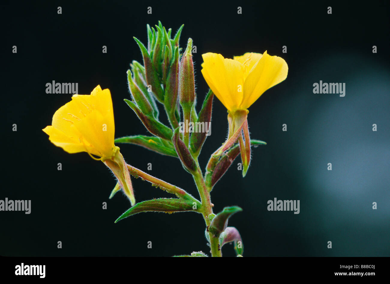 onagre bisannuelle OENATHERA BIENNIS Stock Photo - Alamy