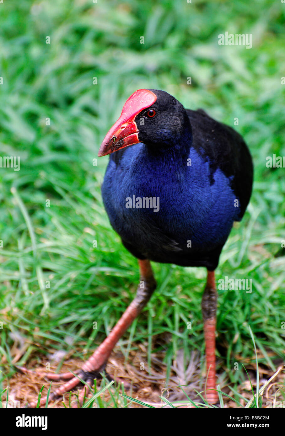 New zealand pukeko hi-res stock photography and images - Alamy